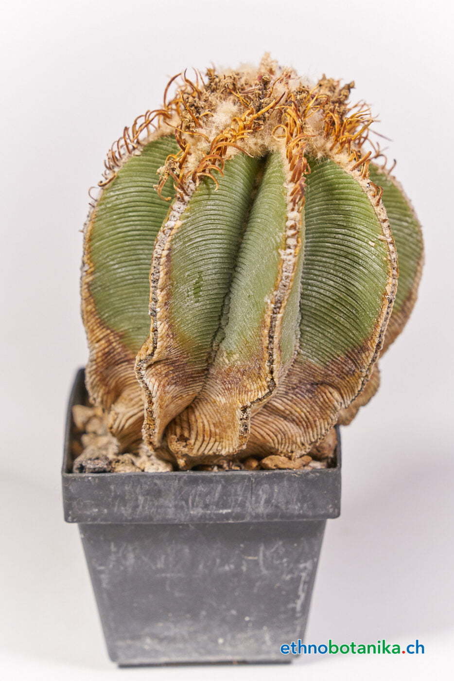 Aztekium hintonii - Kaktus - ethnobotanika gmbh